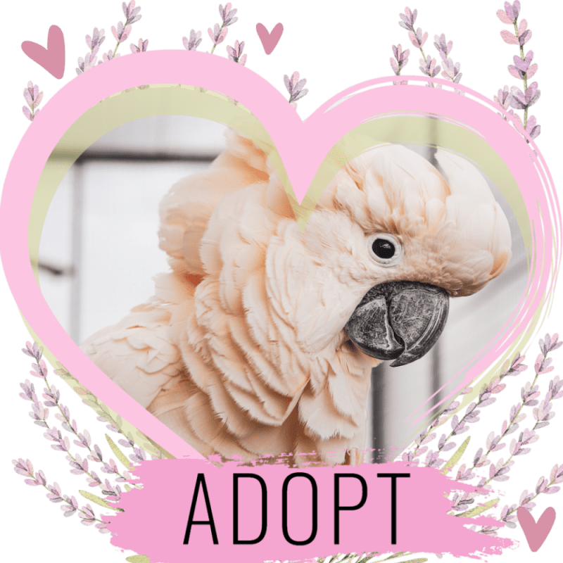 The Gabriel Foundation – Parrots: Their Lives, Our Choice.